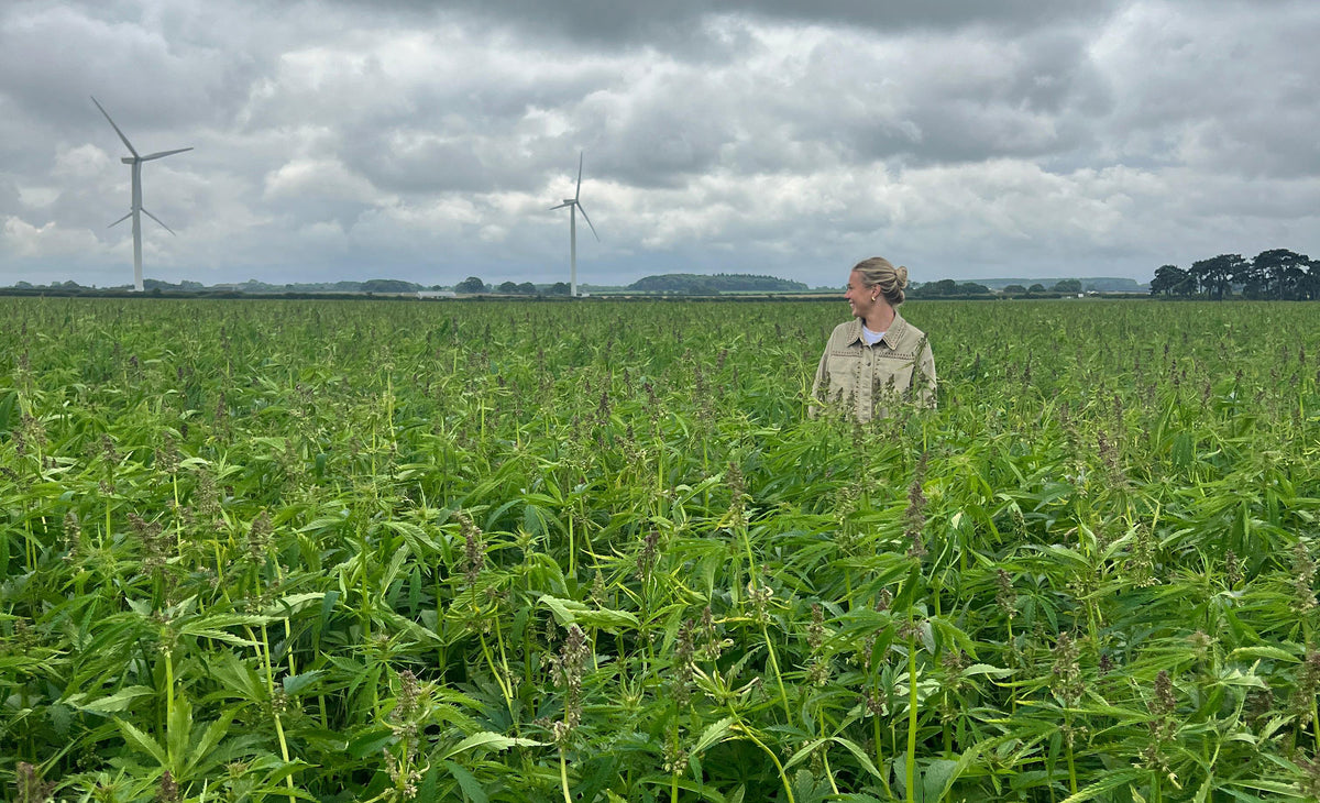 The Growing Cycle Of The Hemp Plant – The British Hemp Company